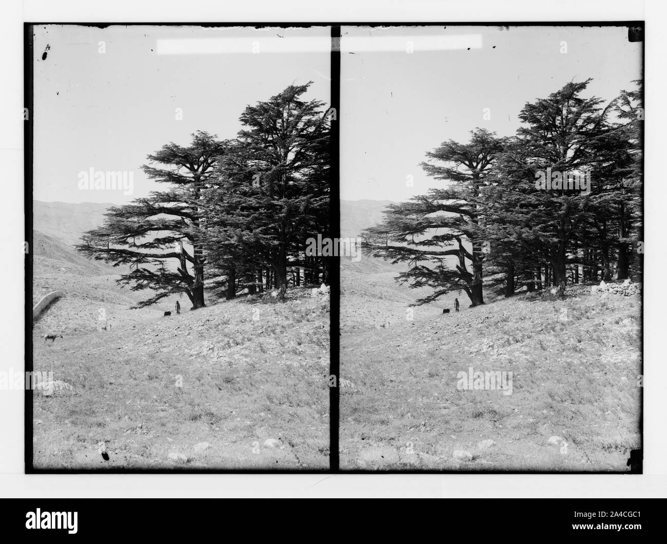 The cedars of Lebanon, Cedrus Libani Barr. Spreading branches of cedars ...