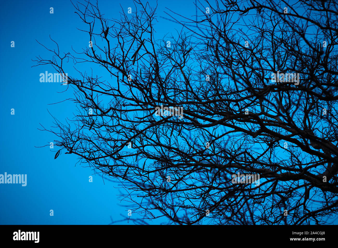 Halloween dead tree branches and night moonlight background Stock Photo ...