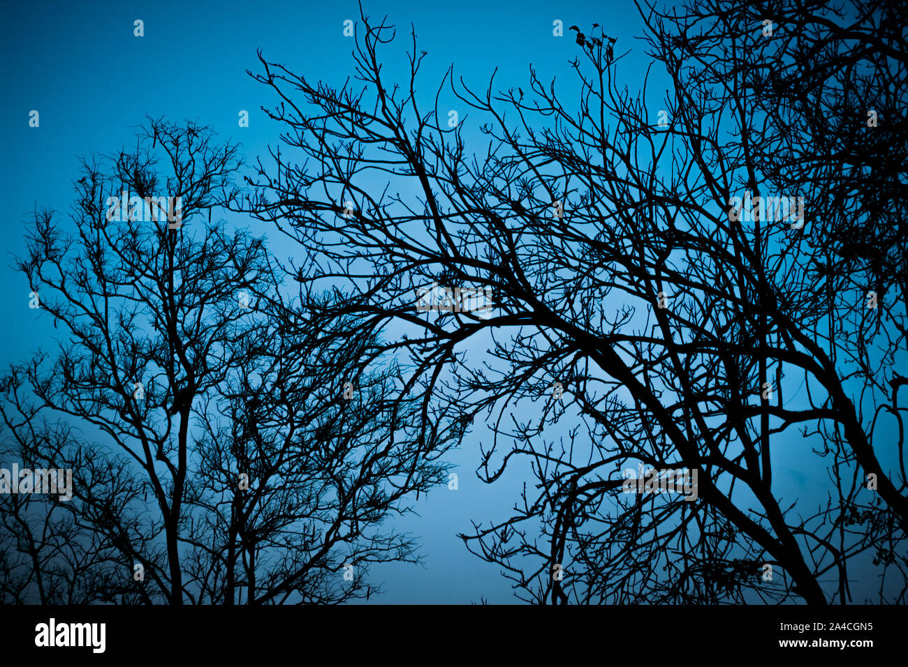 Night Of Trees And Branches