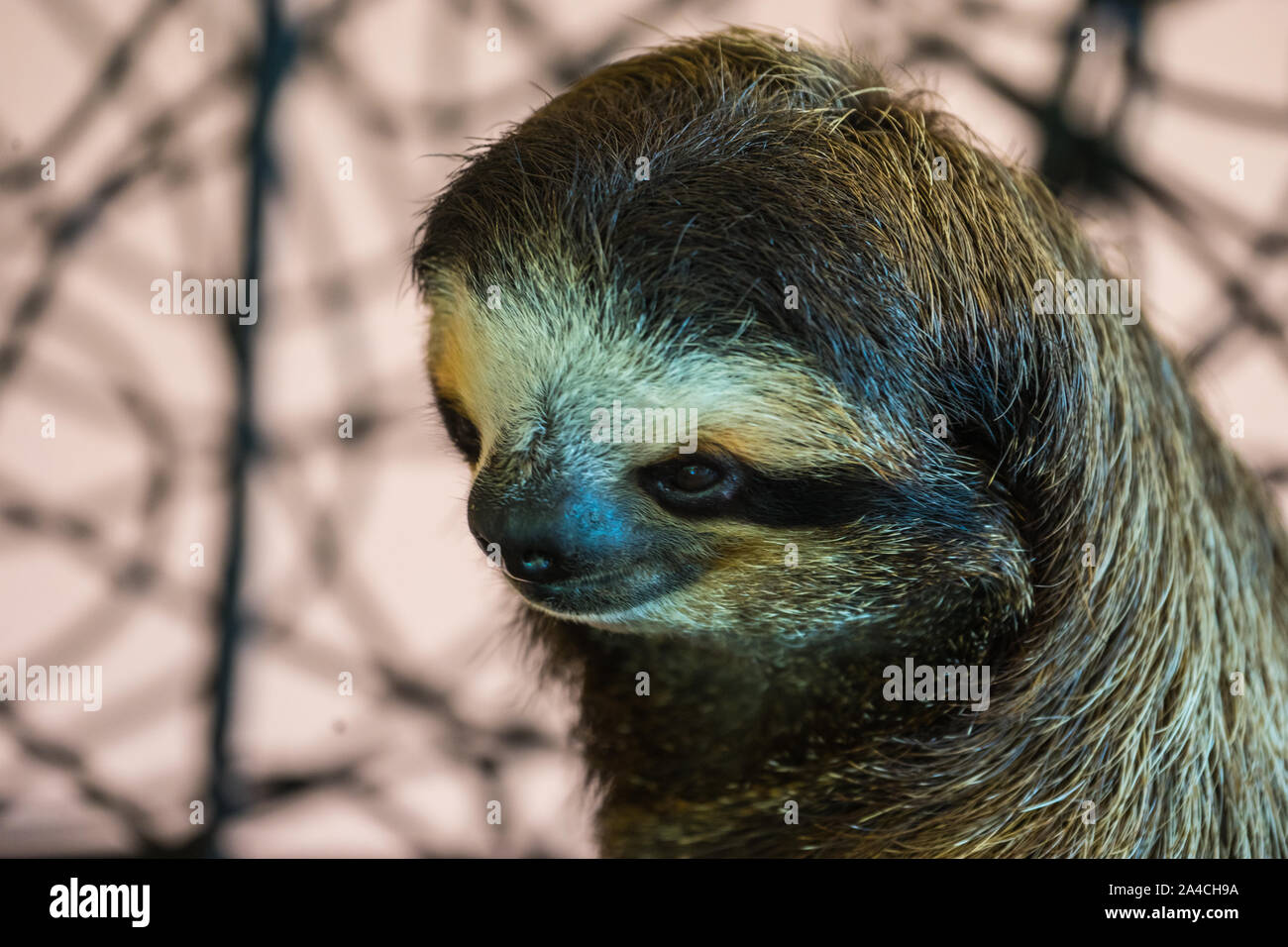 Costa Rica Sloth Sanctuary Stock Photo - Alamy