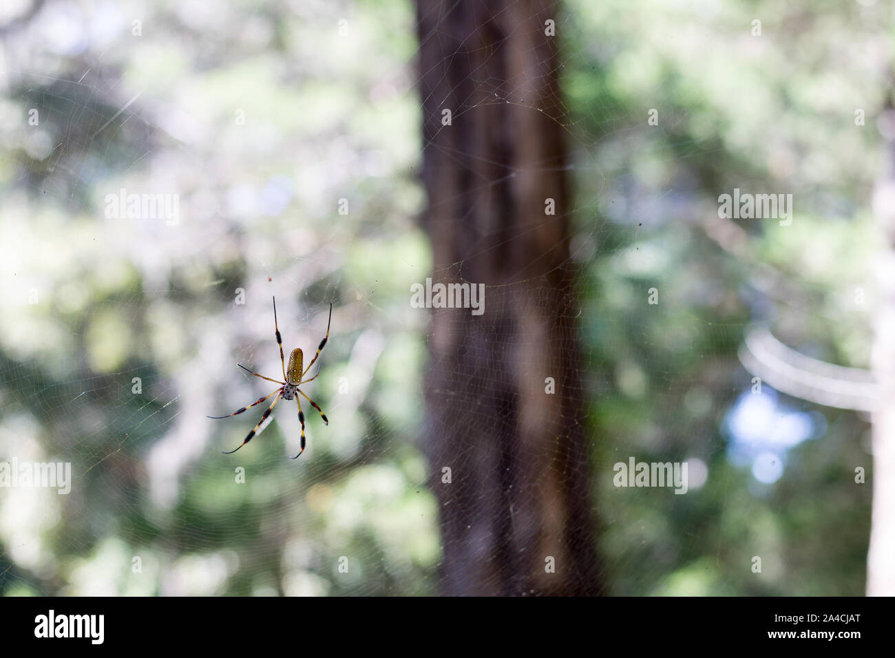 St andrews cross spiders hi-res stock photography and images - Alamy