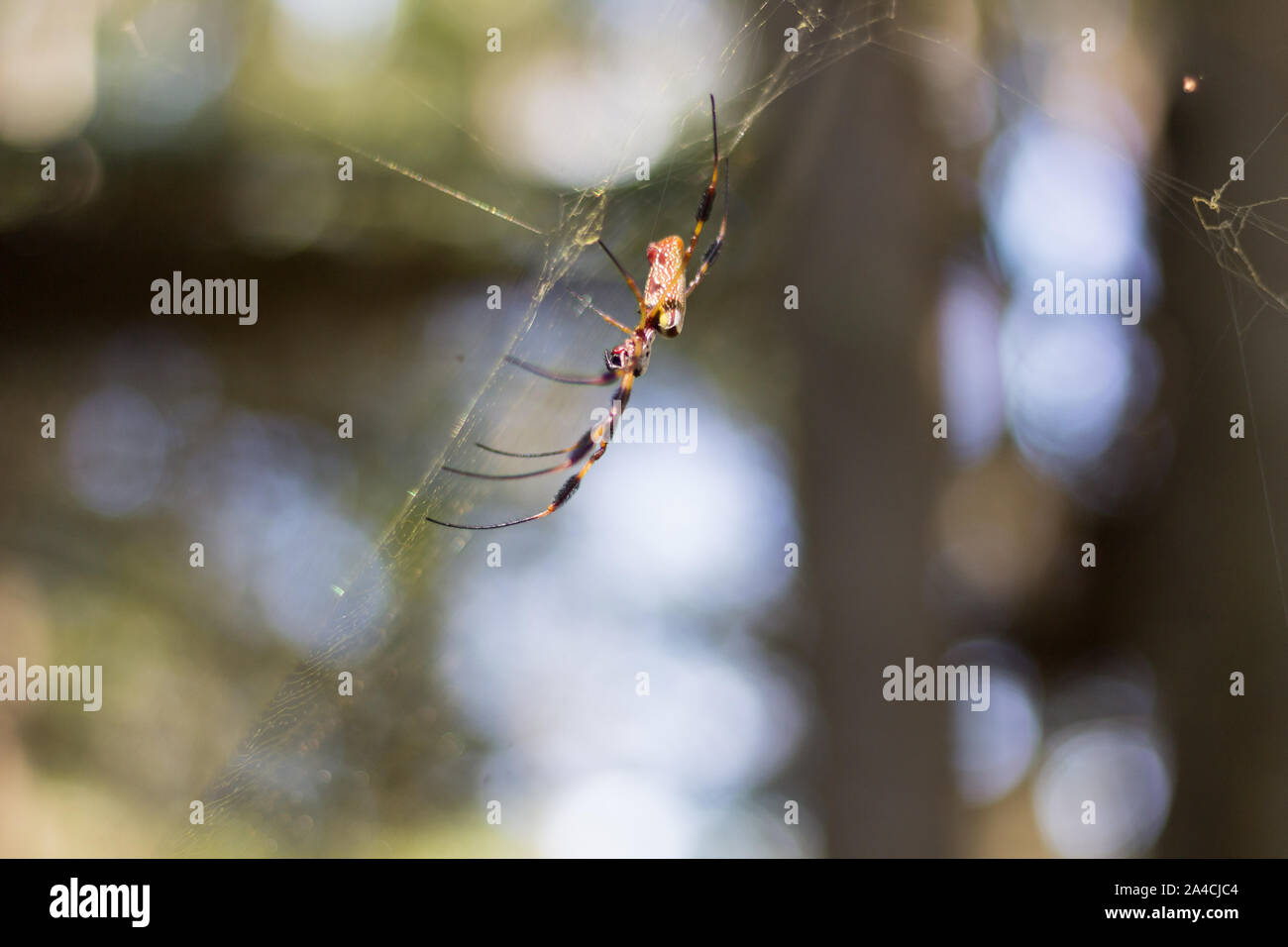 Banana spiders hi-res stock photography and images - Alamy