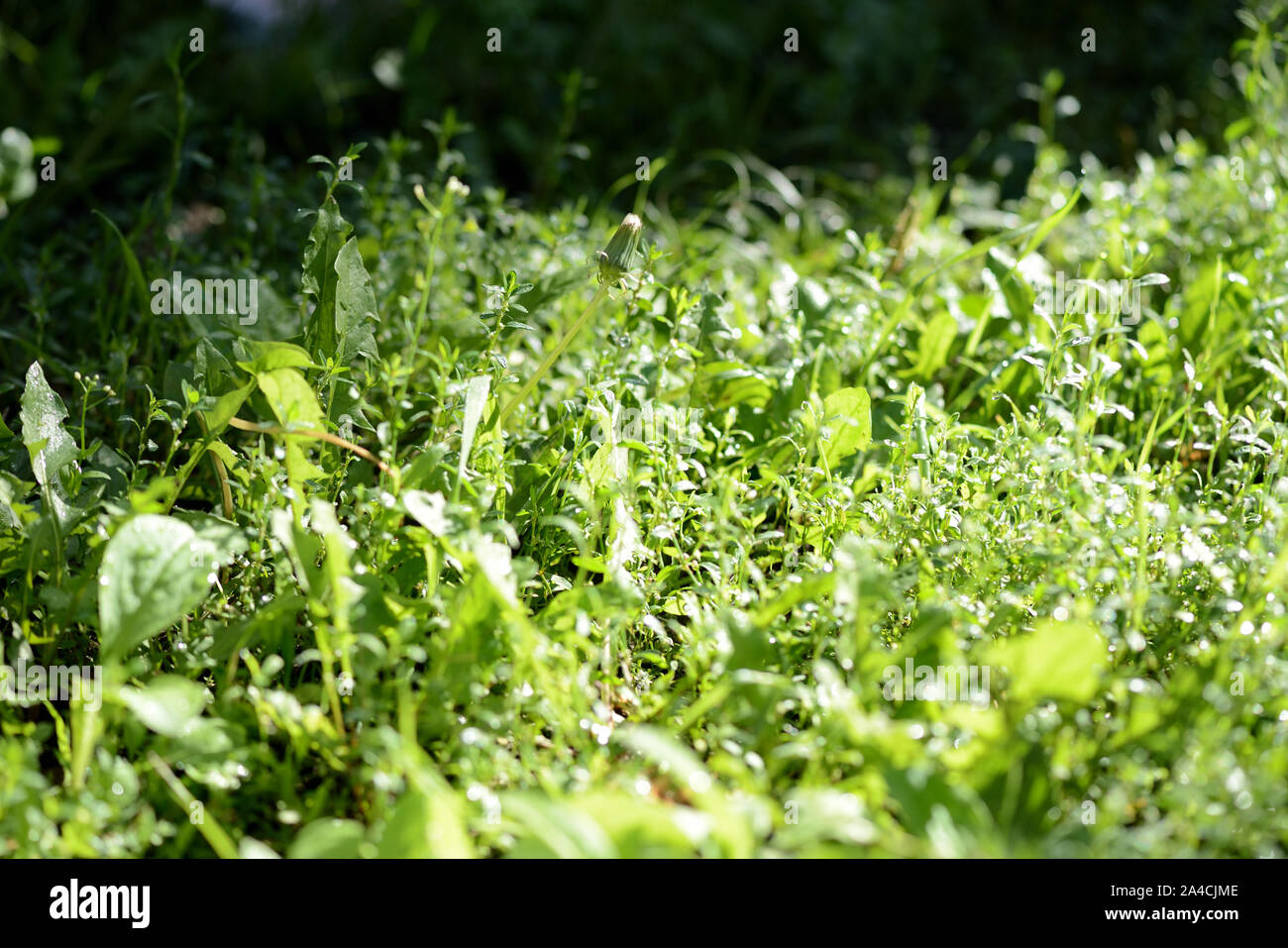Green grass covered with morning dew in a summer garden. Natural ...