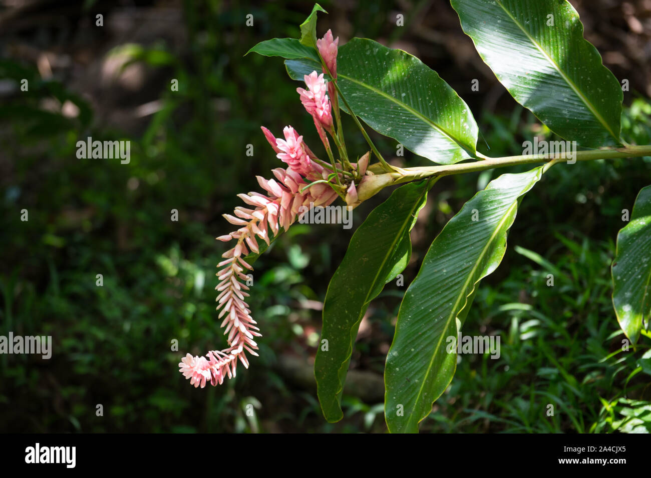 Equatorial rainforest hi-res stock photography and images - Alamy
