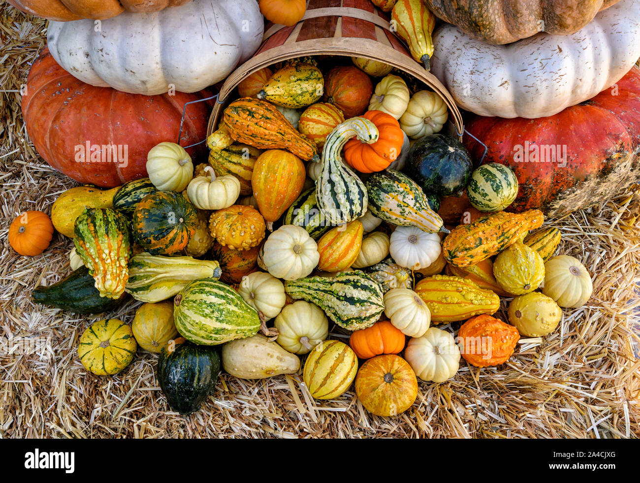 Autumn Harvest Display of Squash and Pumpkins Stock Photo - Alamy