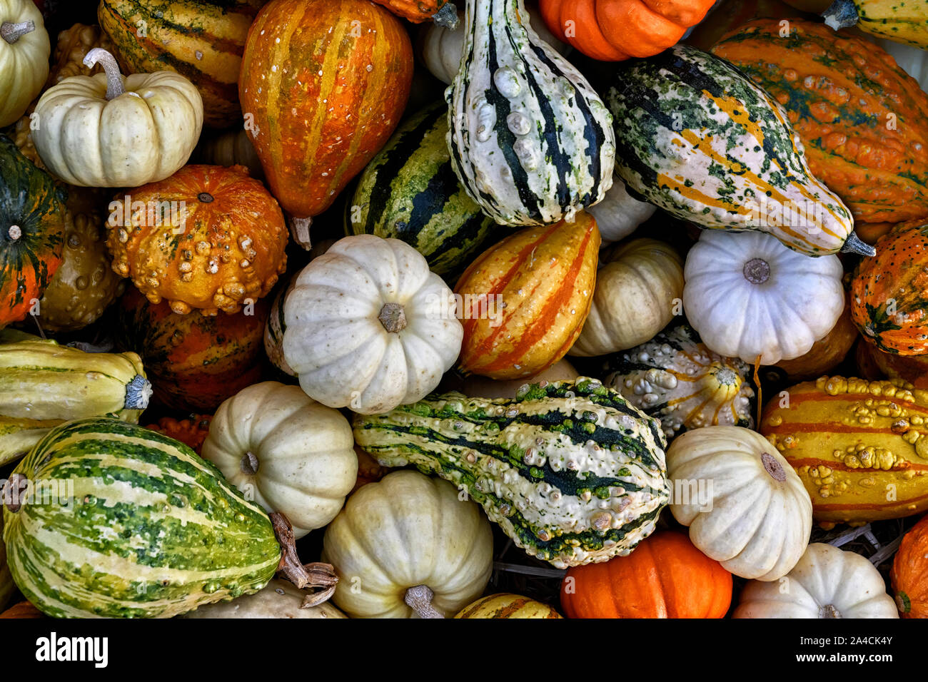 Autumn Harvest group of Squash and Pumpkins Stock Photo - Alamy