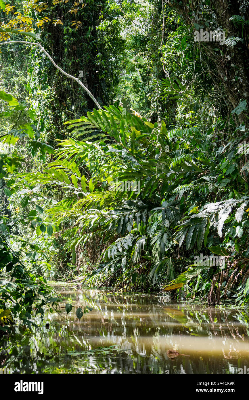 equatorial rainforest, Central America Stock Photo - Alamy