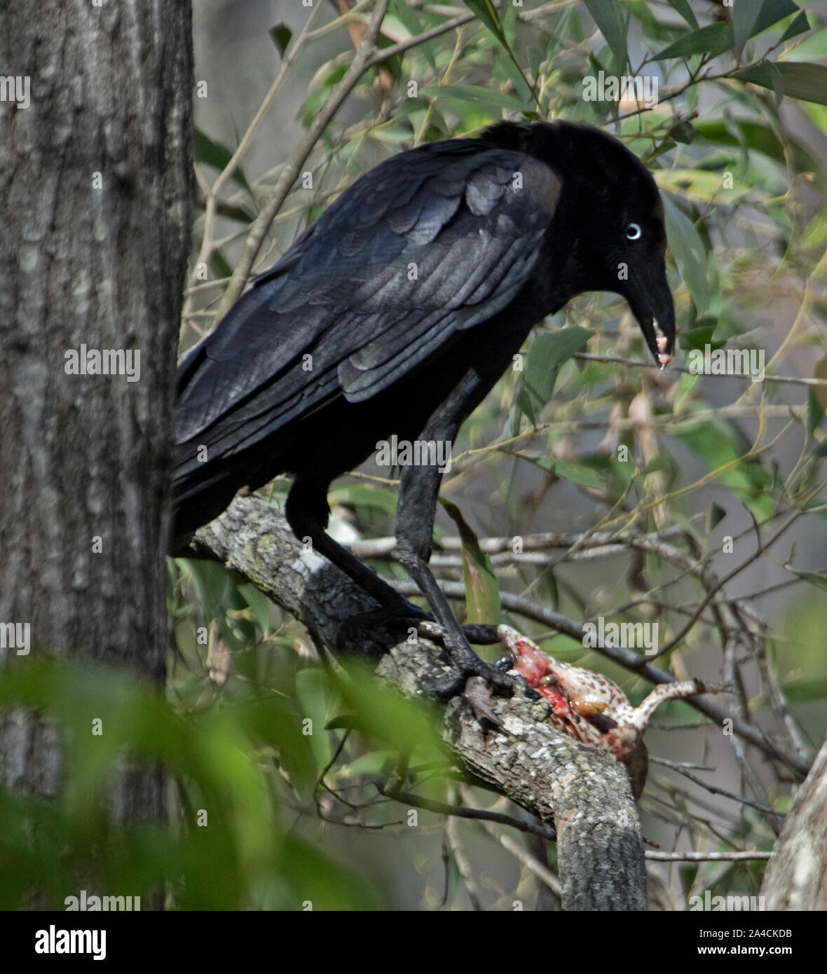 Cane toad eating bird hi-res stock photography and images - Alamy