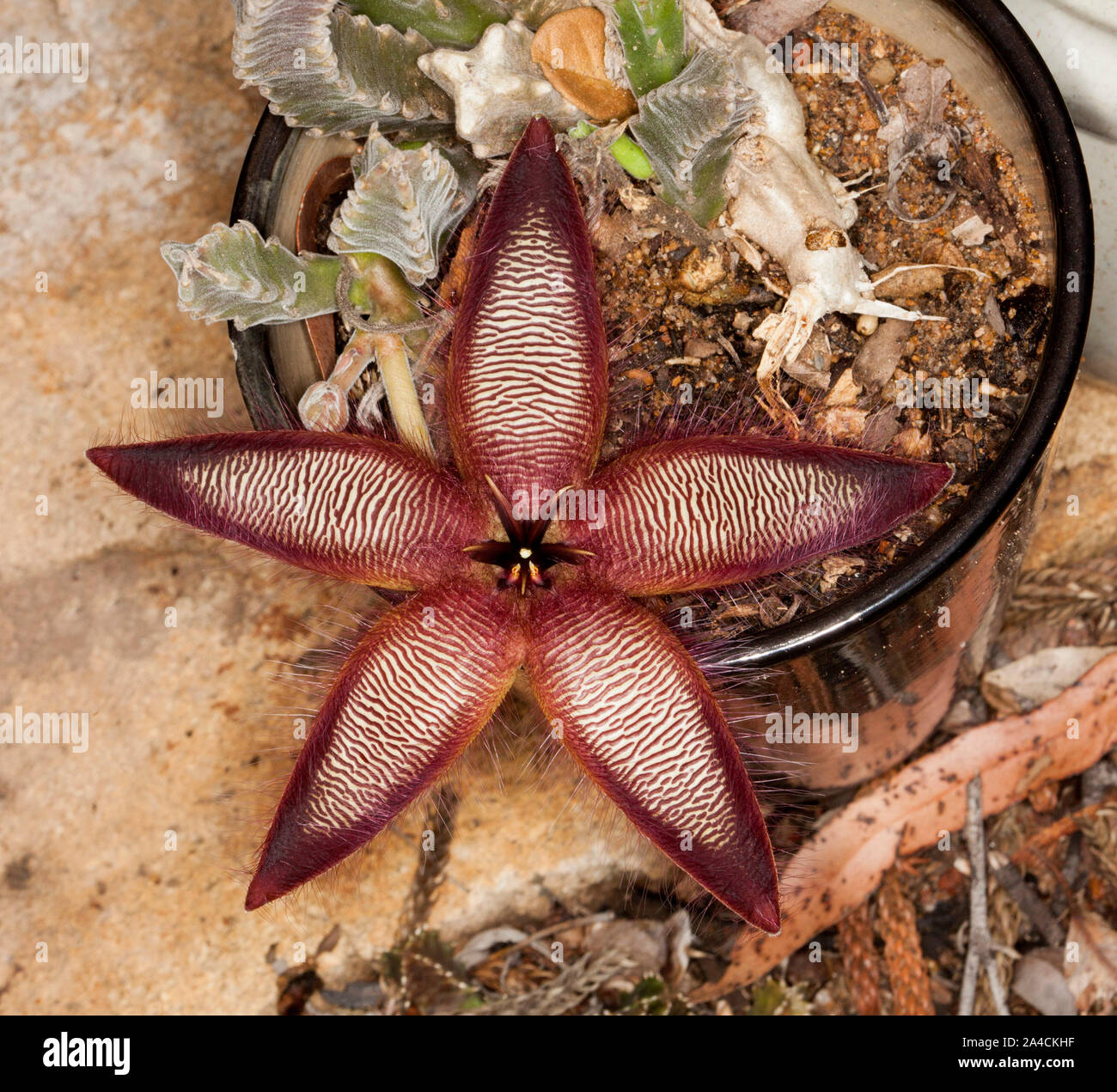 Unusual star-shaped flower of succulent plant, Stapelia gettlefii ...
