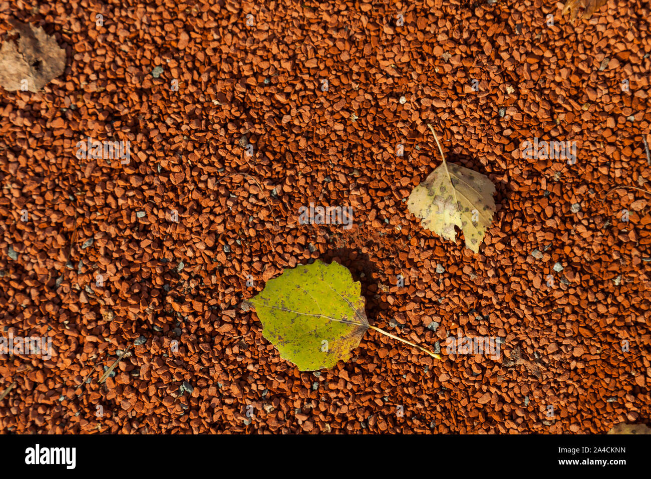 Three yellow fallen leaves on the ground of small orange stones in the ...