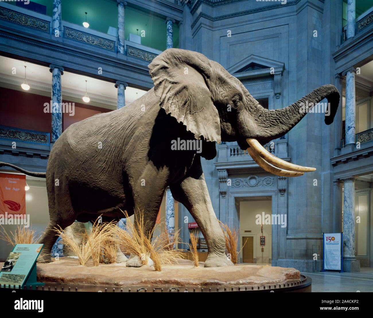 The elephant at the Smithsonian National Museum of Natural History ...
