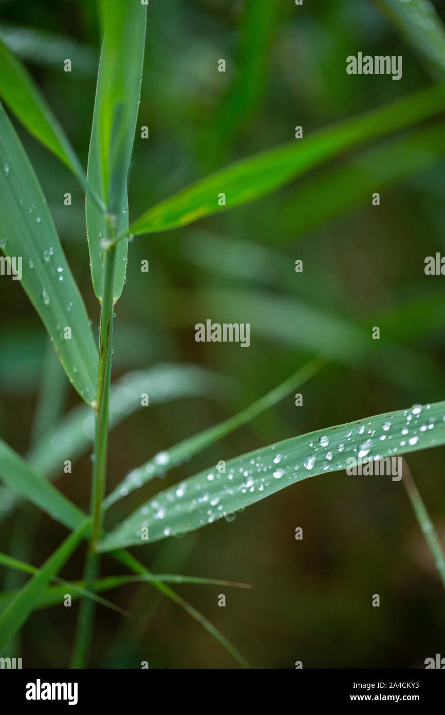 Rain drops running off Reed leaves, (Phragmites australis). Water drops ...