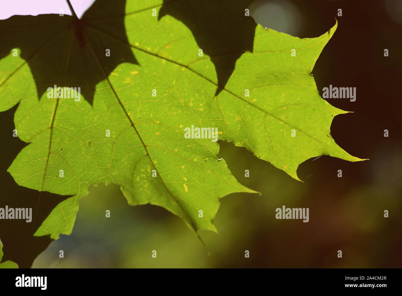 Green maple leaf hi-res stock photography and images - Alamy