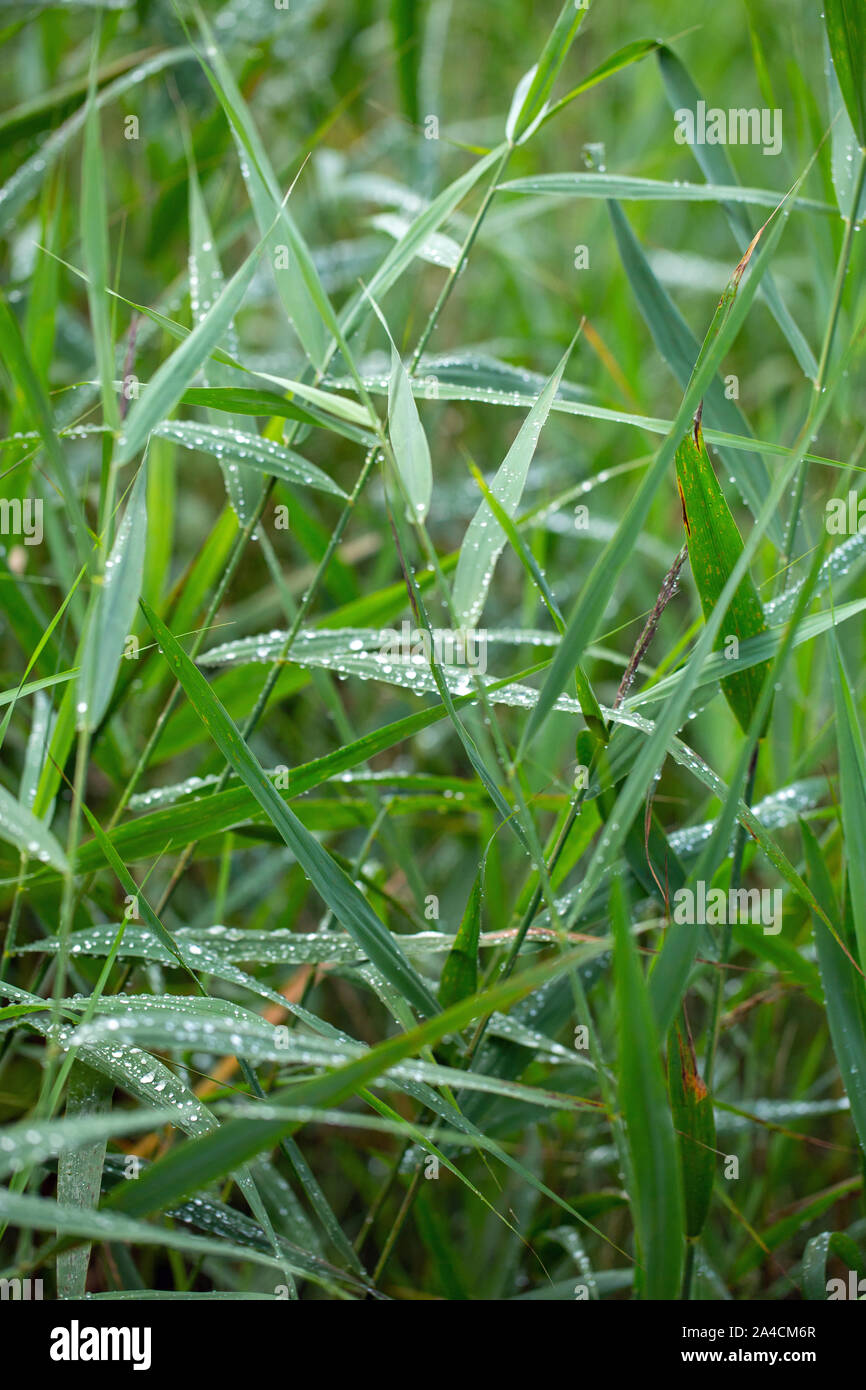 Rain drops running off Reed leaves, (Phragmites australis). Water drops ...