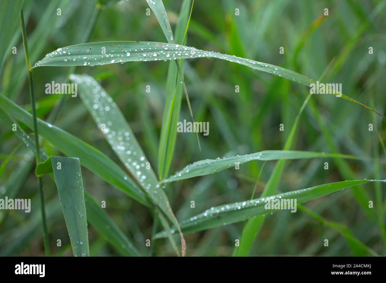 Rain drops running off Reed leaves, (Phragmites australis). Water drops ...