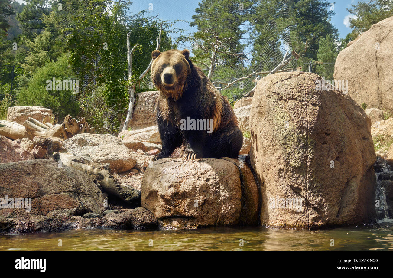 The ferocious American grizzly bear can grow to weigh 400, 500, even ...