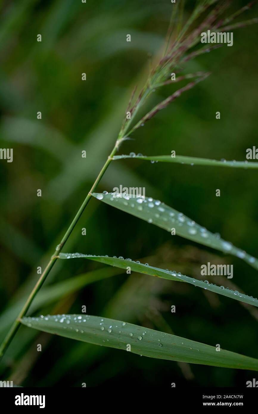 Rain drops running off Reed leaves, (Phragmites australis). Water drops ...