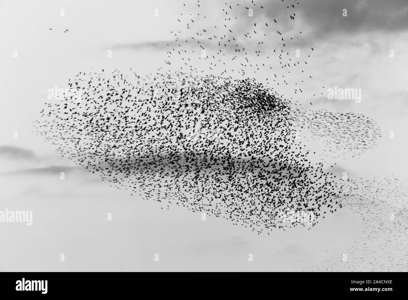 Flock of birds making a beautiful shape in the sky Stock Photo - Alamy