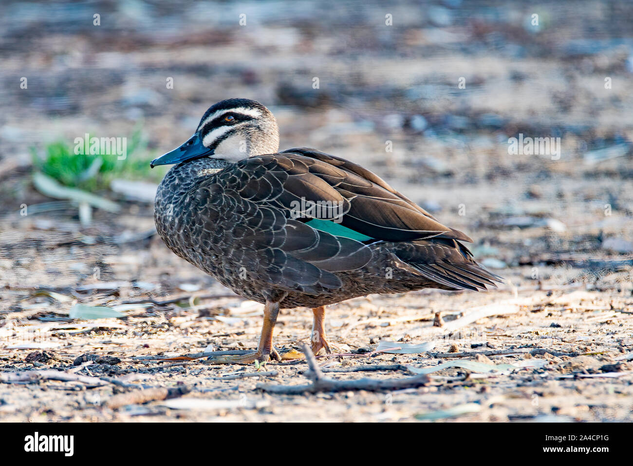 A Pacific Black Duck relaxing on the edge of the Balonne River in ...