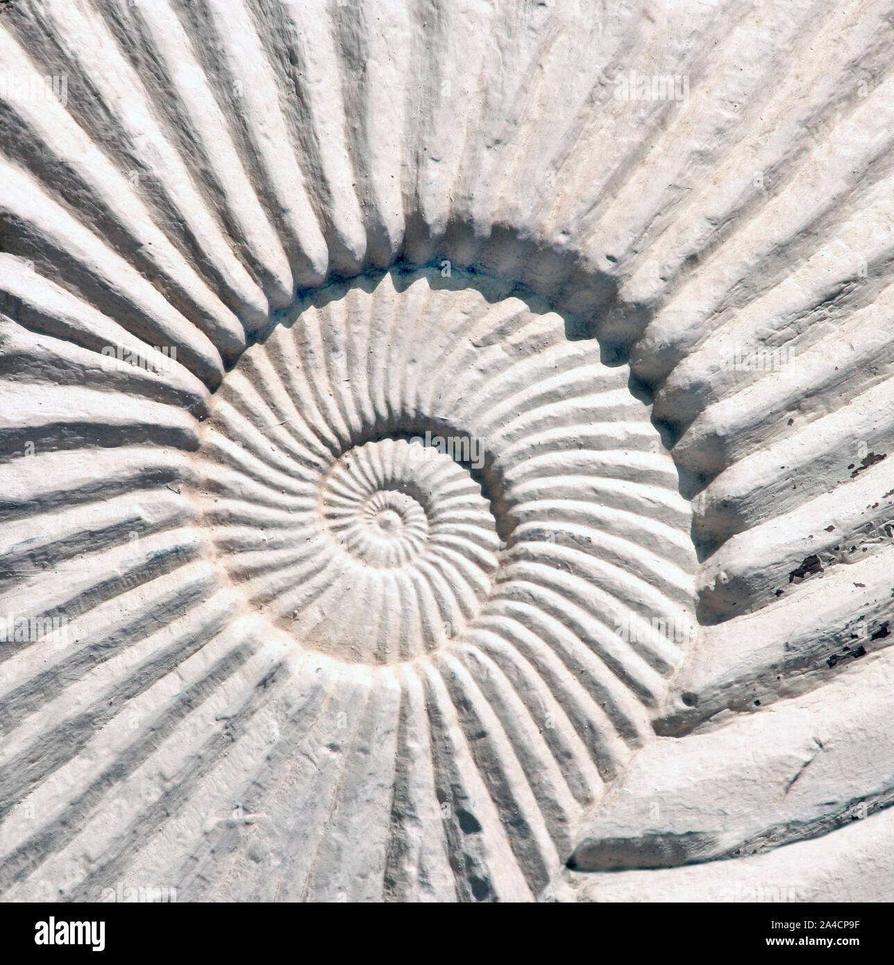 Decorative ammonite fossil hi-res stock photography and images - Alamy
