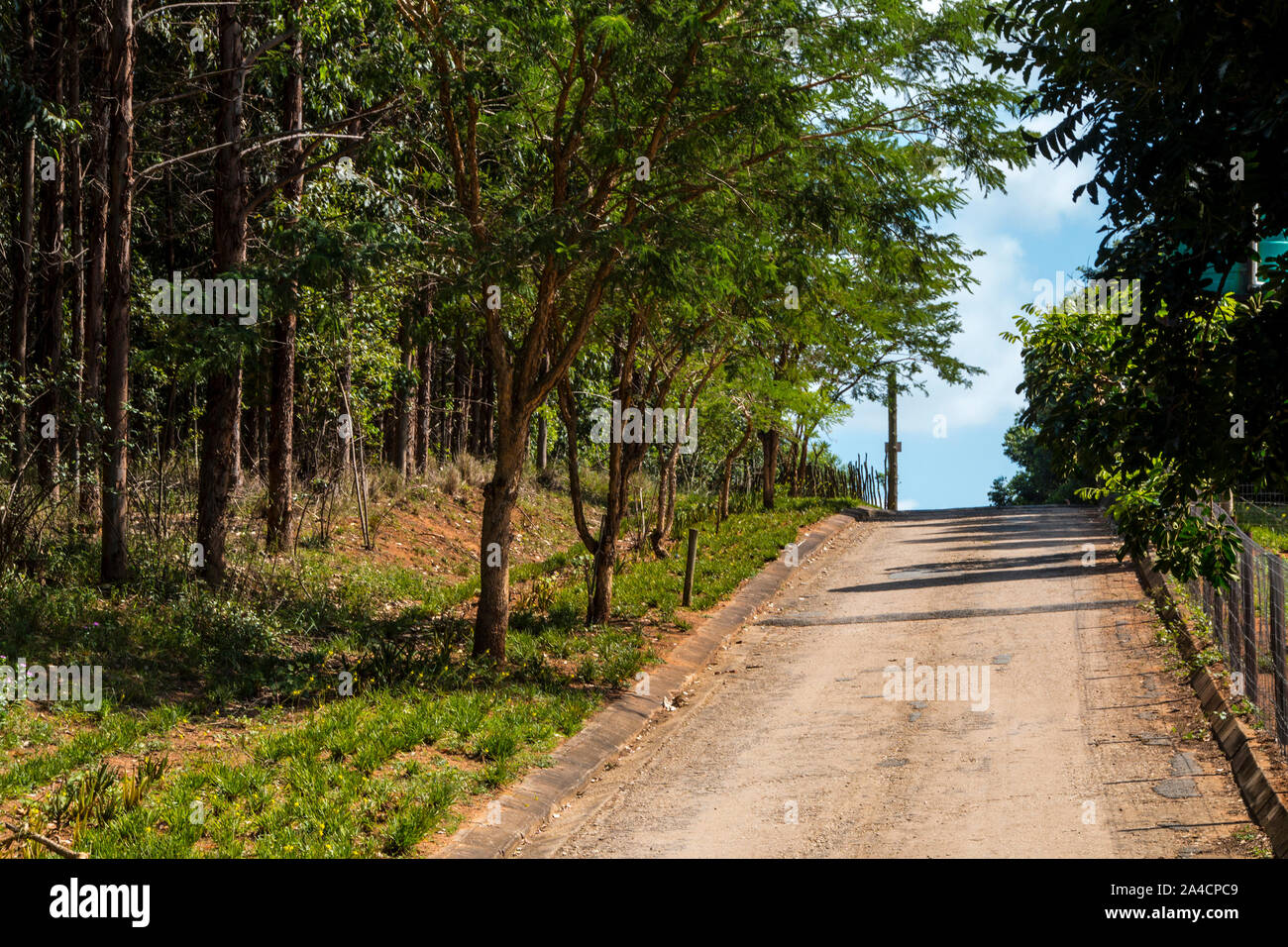 Lane lined with tall straight trees heading up blind rise Stock Photo ...