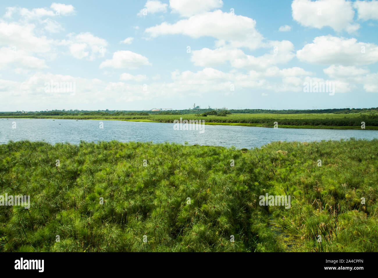 Papyrus reeds hi-res stock photography and images - Alamy