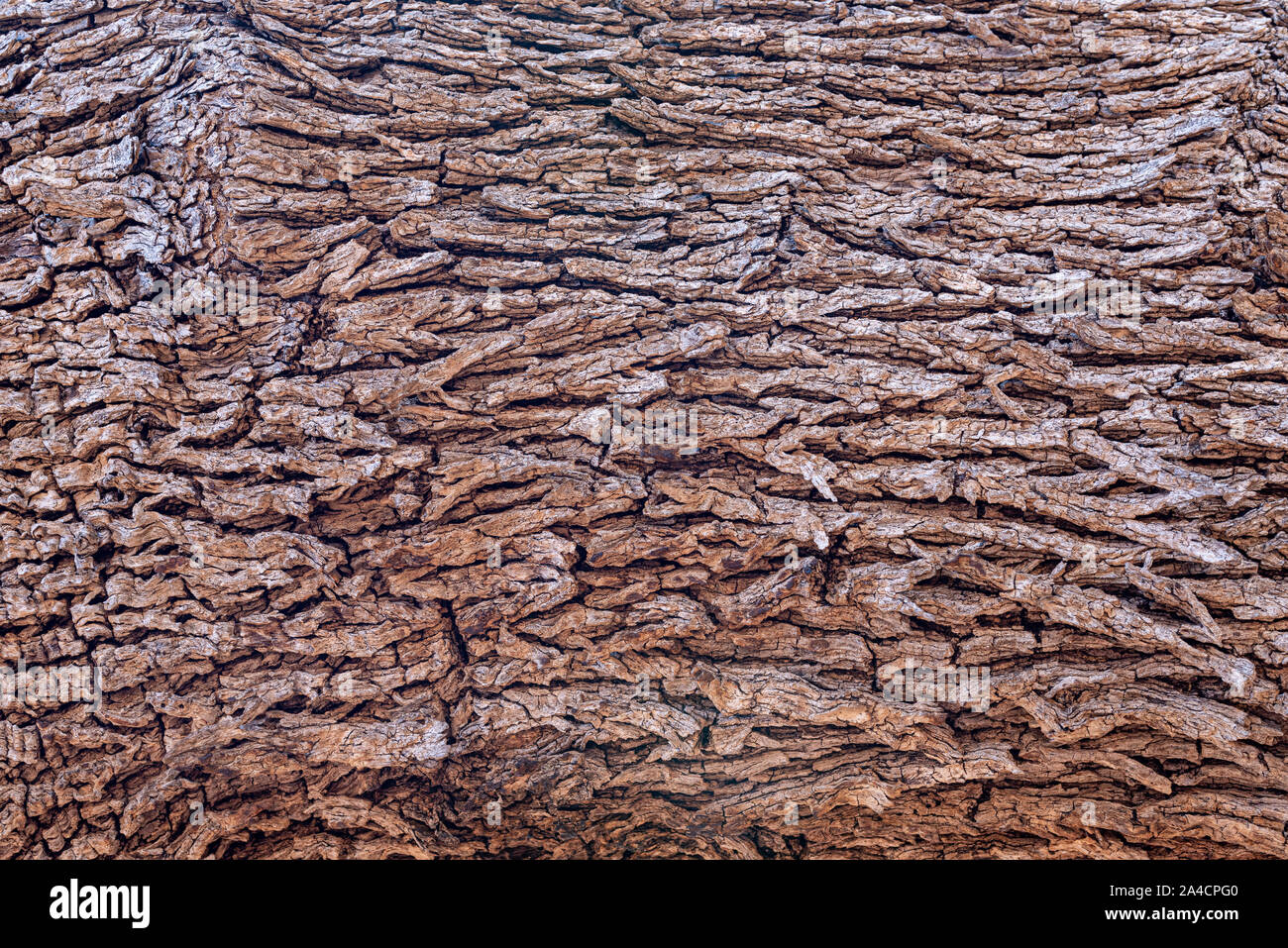 Cortex Plant High Resolution Stock Photography and Images - Alamy