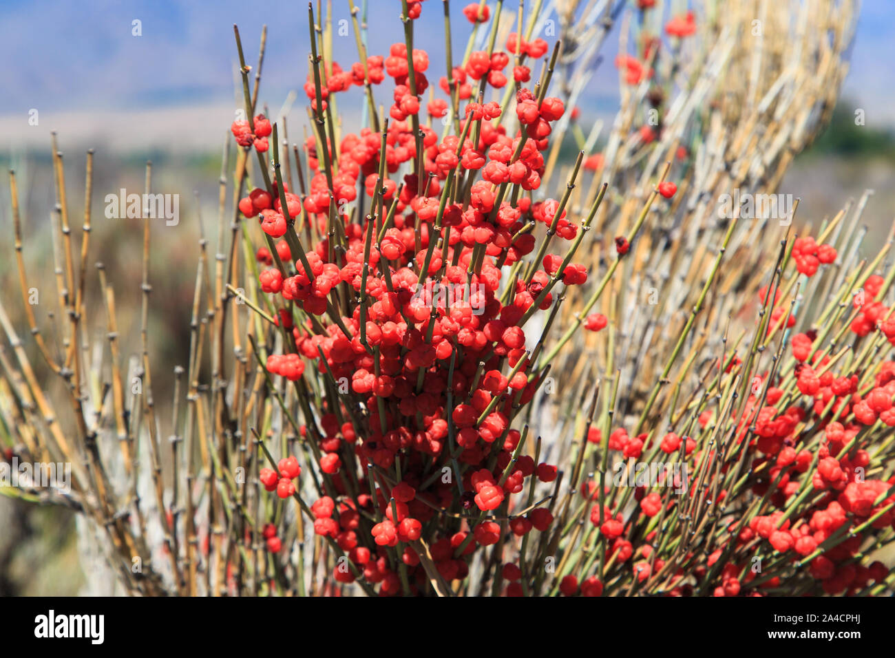 Ephedra is a genus of shrubs of the Oppressive class, the genus of its ...