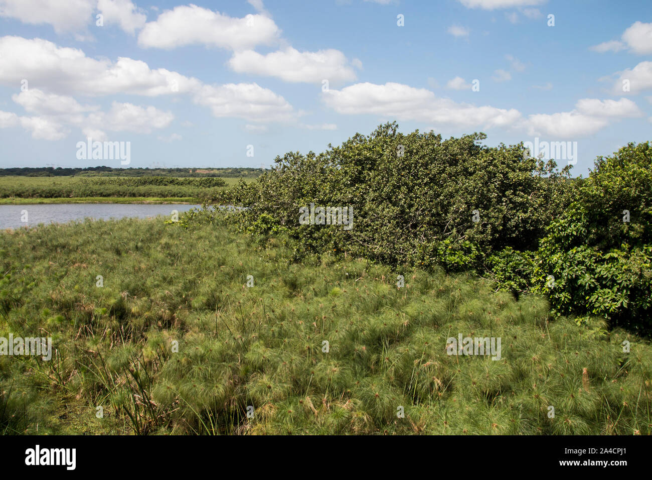 River with dense field of papyrus reeds growing in shallows and on ...