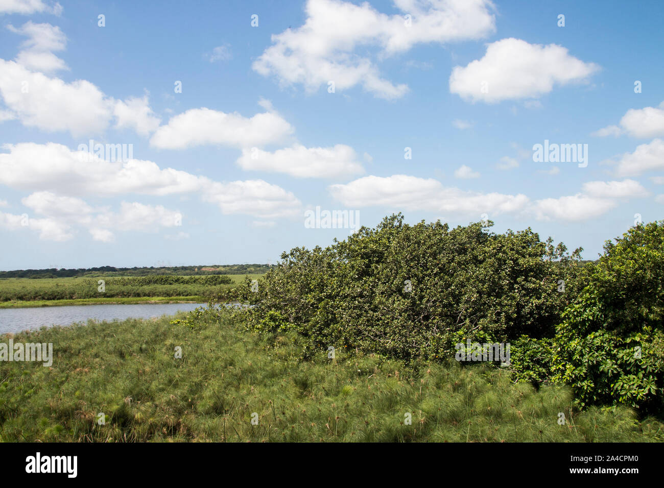 River with dense papyrus reeds and vegetation growing in shallows and ...