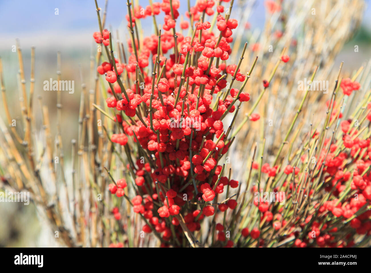 Ephedra flower hi-res stock photography and images - Alamy