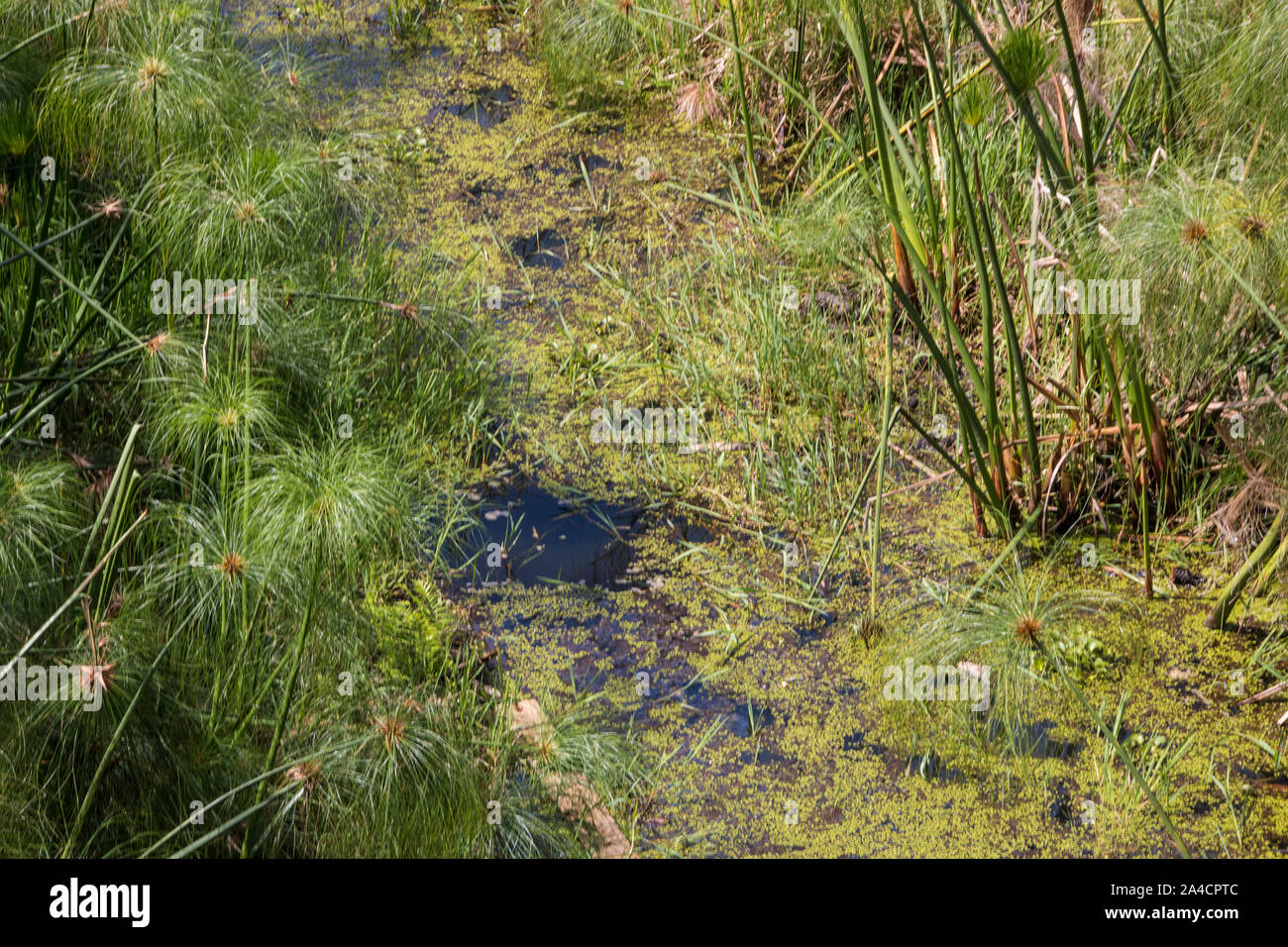 Egyptian water papyrus hi-res stock photography and images - Alamy