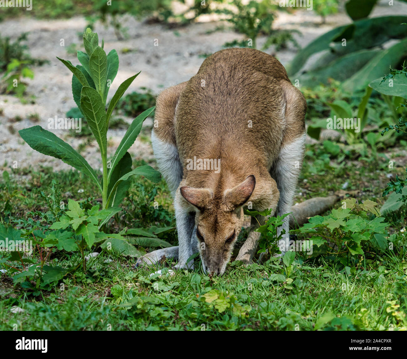 The agile wallaby, Macropus agilis also known as the sandy wallaby ...