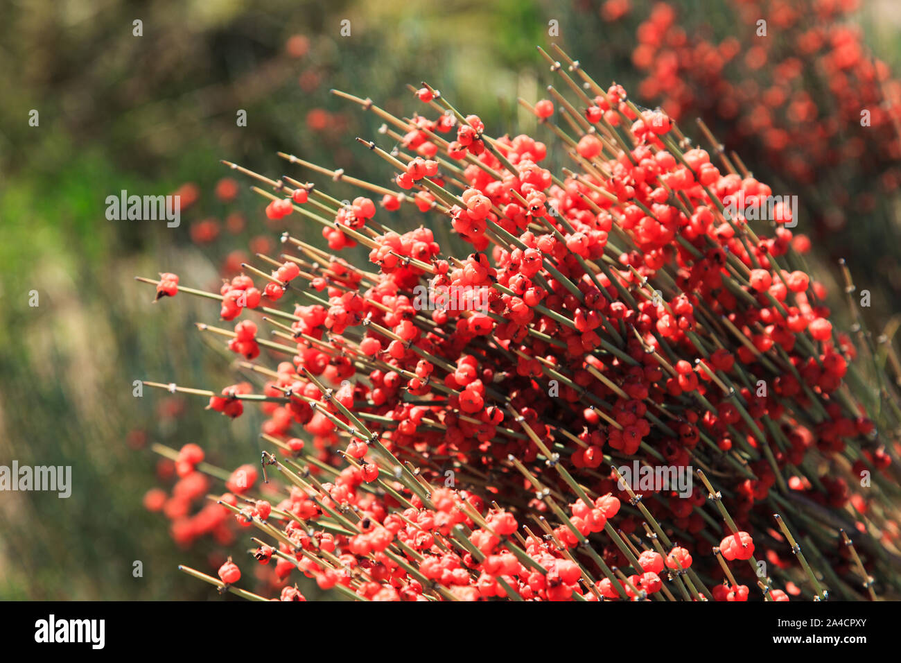 Ephedra flower hi-res stock photography and images - Alamy
