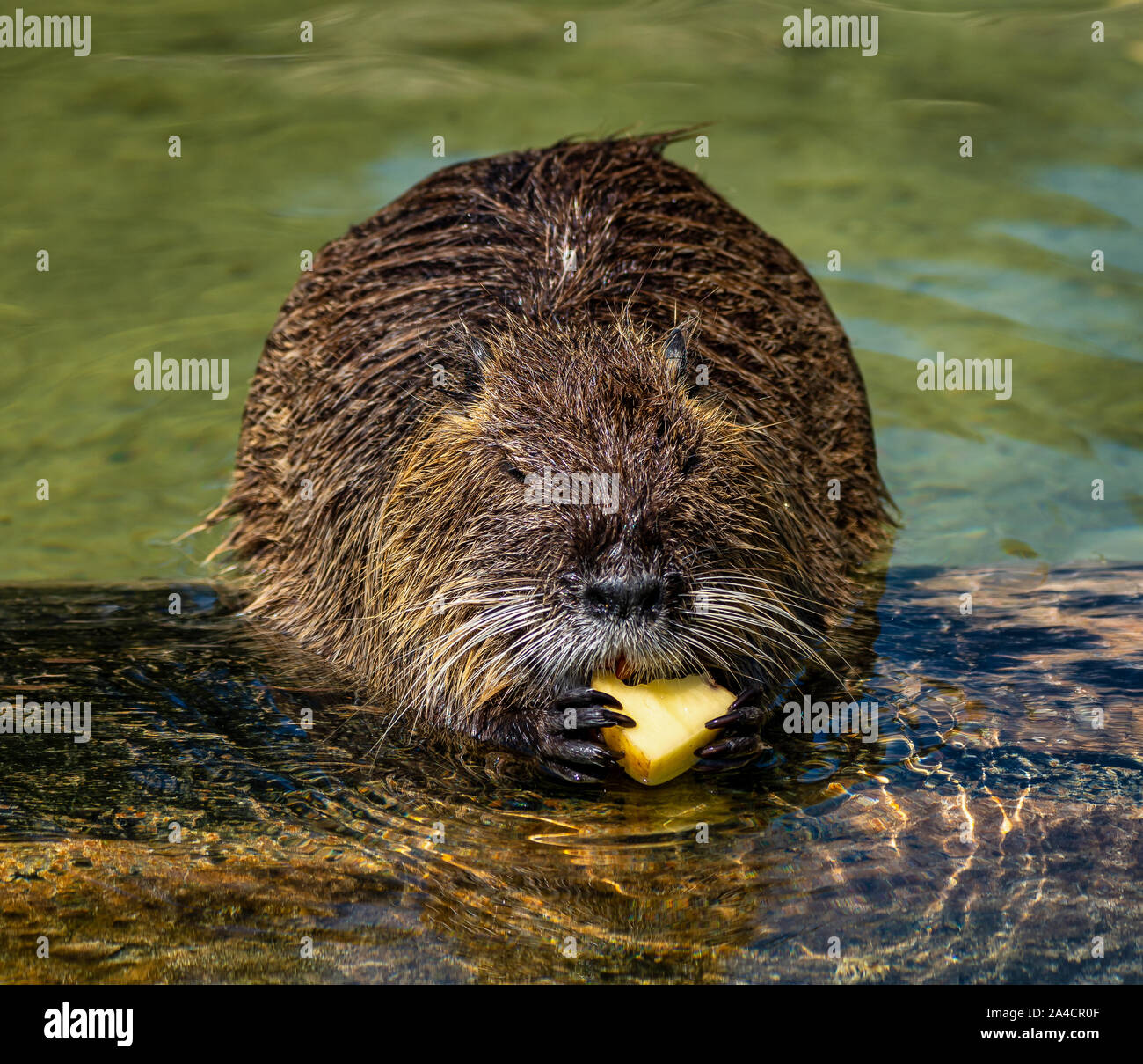 Coypu Teeth High Resolution Stock Photography and Images - Alamy
