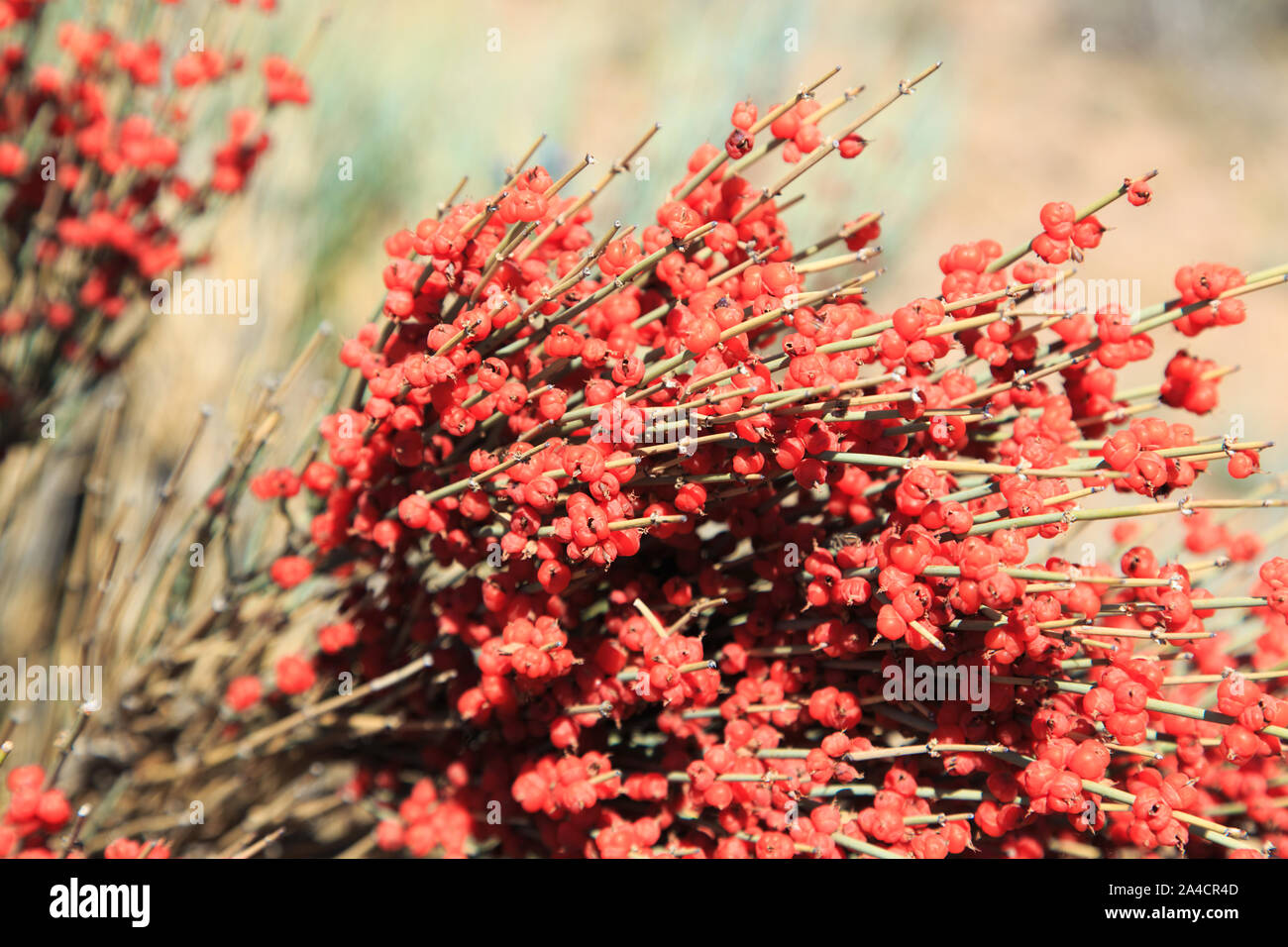 Ephedra flower hi-res stock photography and images - Alamy