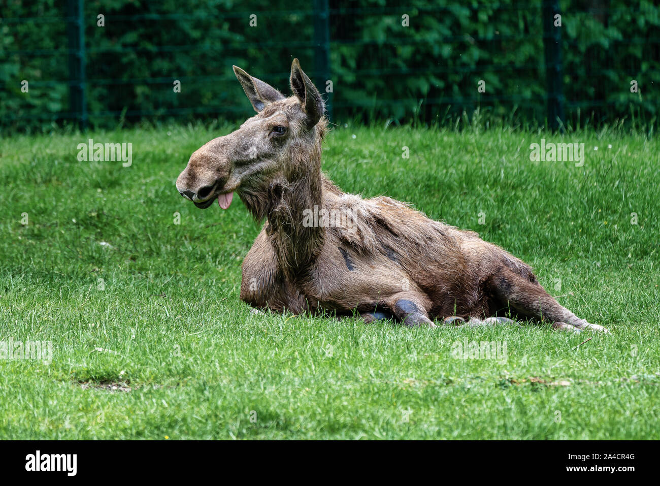 European Moose, Alces alces, also known as the elk Stock Photo - Alamy