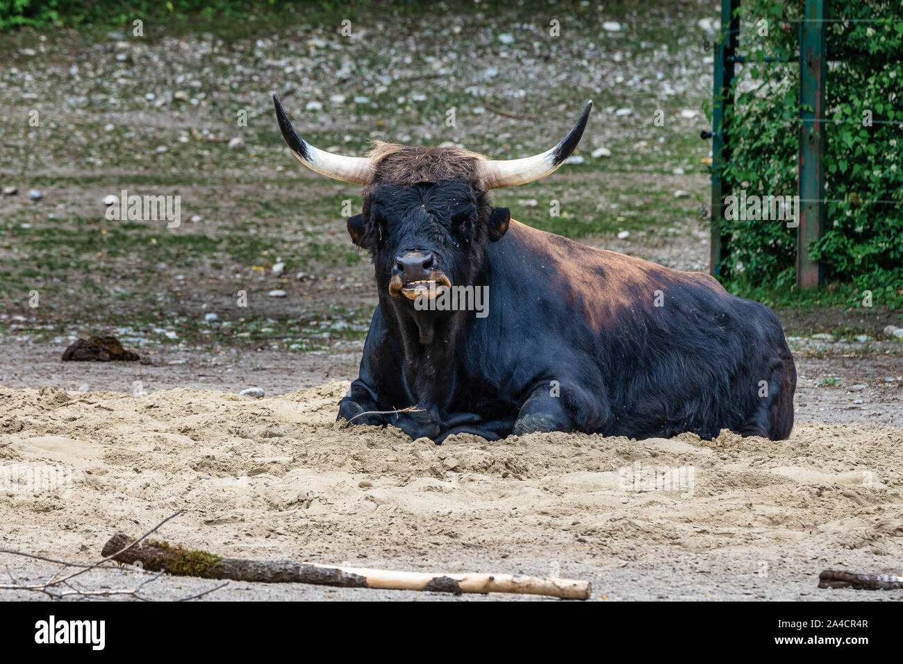 Extinct Cattle High Resolution Stock Photography and Images - Alamy