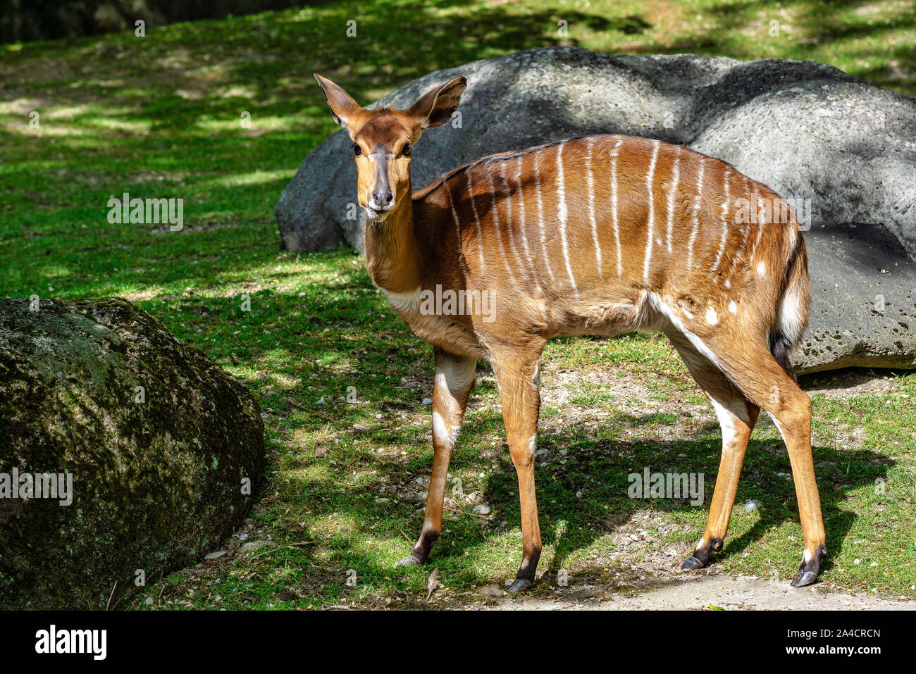 Nyala Antelope - Tragelaphus angasii. Wild life animal Stock Photo - Alamy