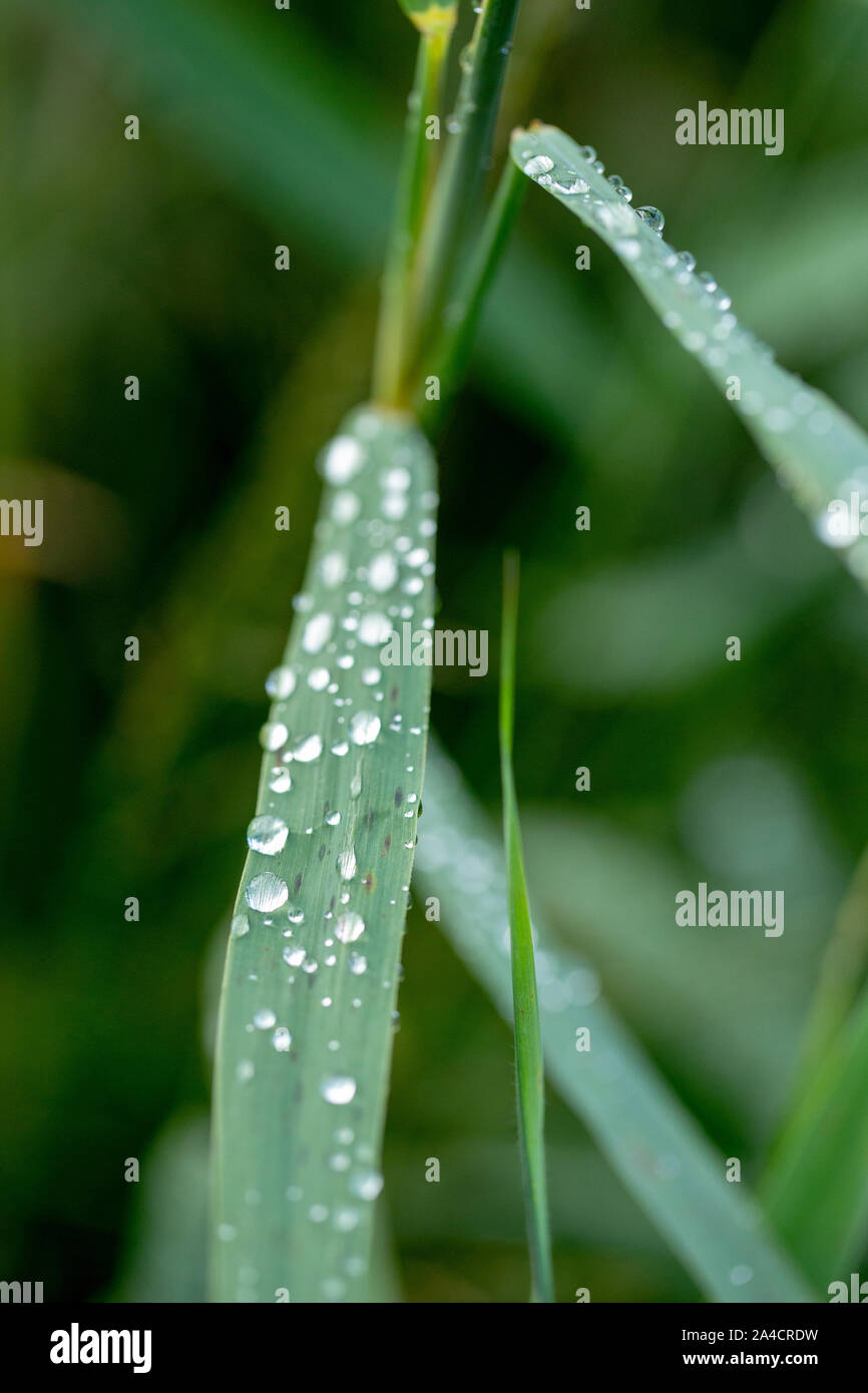Surface tension hi-res stock photography and images - Alamy