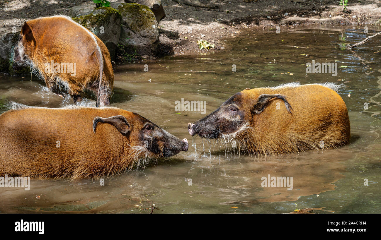 Red river hog, Potamochoerus porcus, also known as the bush pig Stock ...