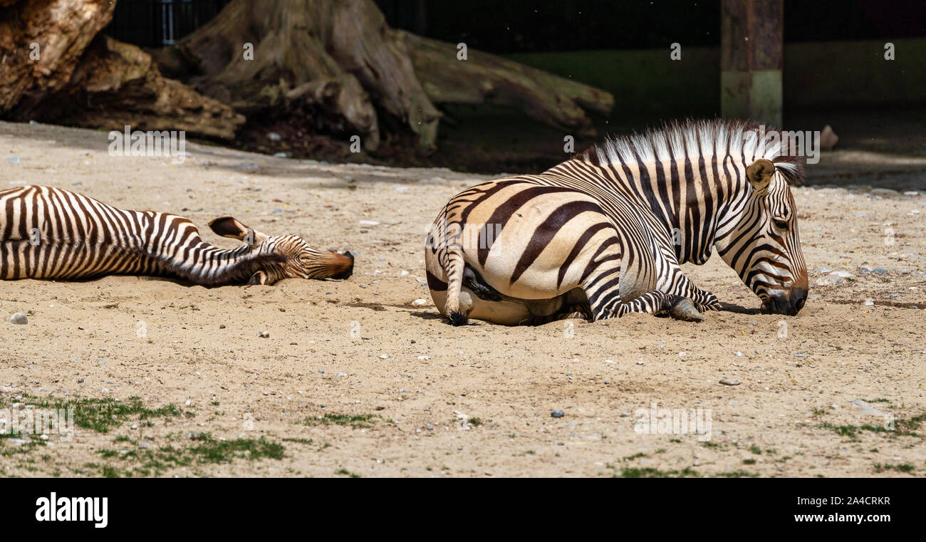 Hartmann's Mountain Zebra, Equus zebra hartmannae. An endangered zebra ...