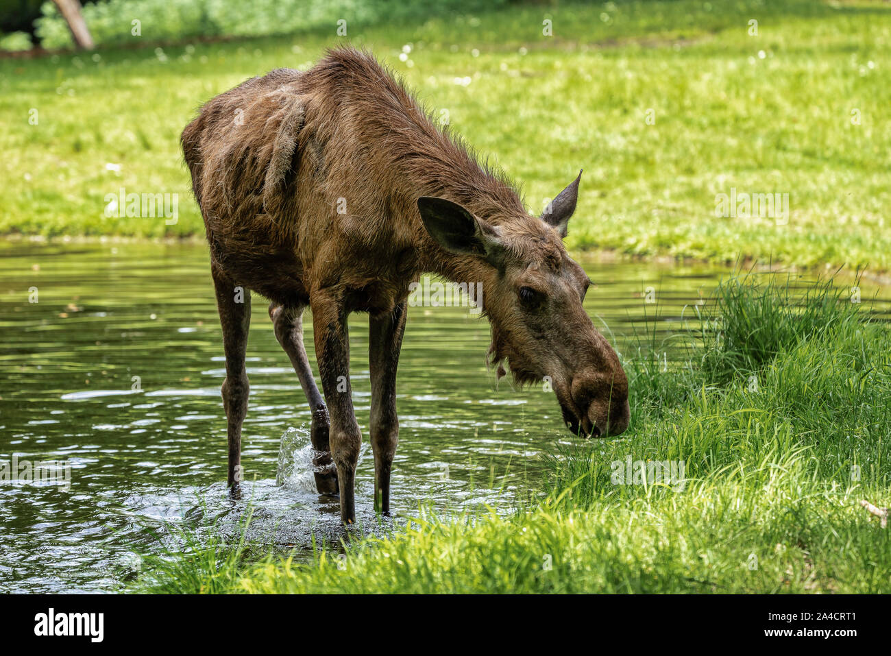 European Moose, Alces alces, also known as the elk Stock Photo - Alamy