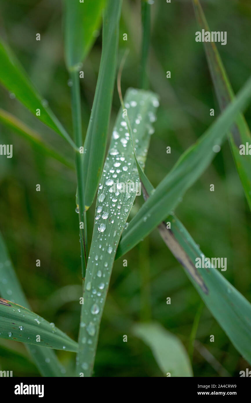 Rain drops running off Reed leaves, (Phragmites australis). Water drops ...