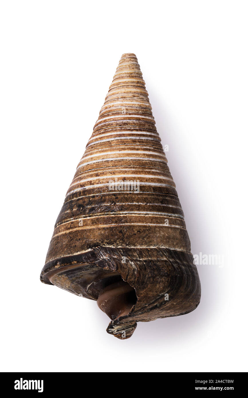 Cone shaped shell hi-res stock photography and images - Alamy