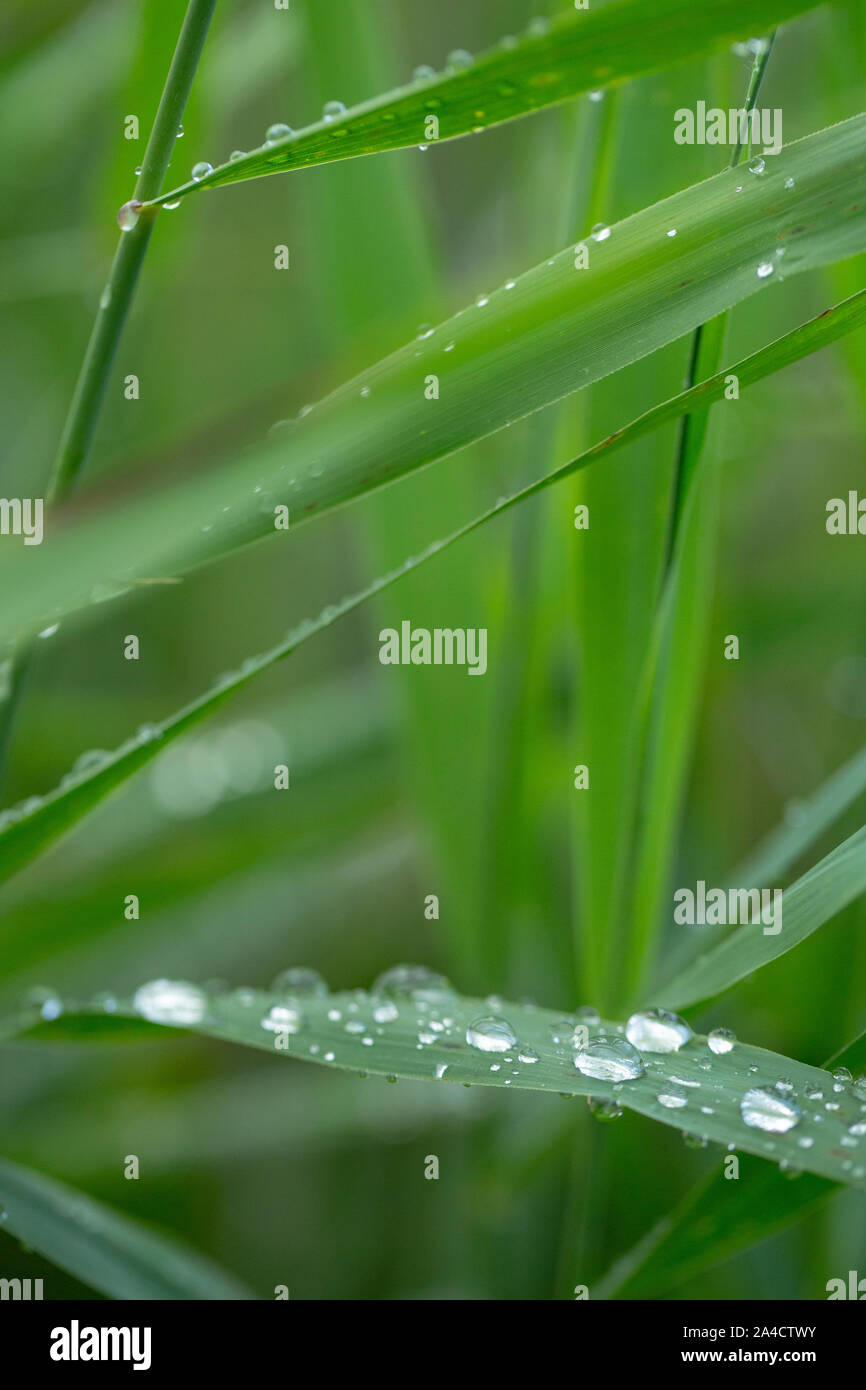 Rain drops running off Reed leaves, (Phragmites australis). Water drops ...