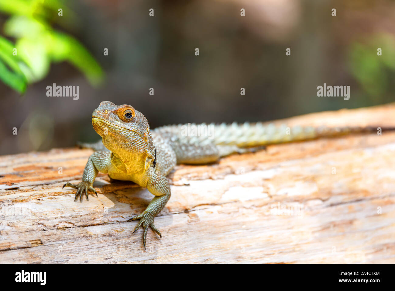 common madagascar collared iguana, Oplurus cuvieri, Madagascan collared ...