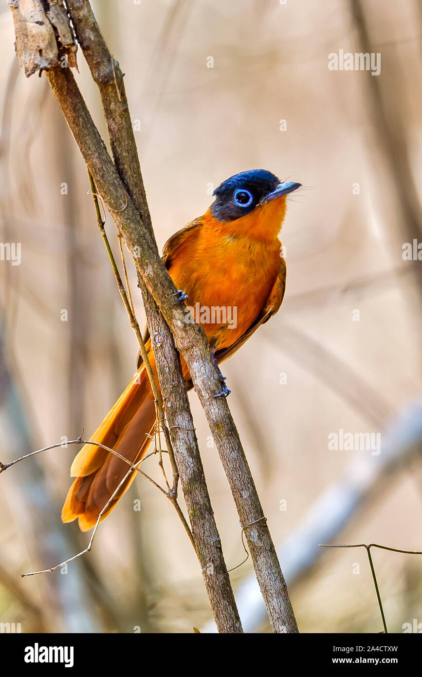 Beautiful Madagascar bird, Paradise-flycatcher, Terpsiphone mutata ...