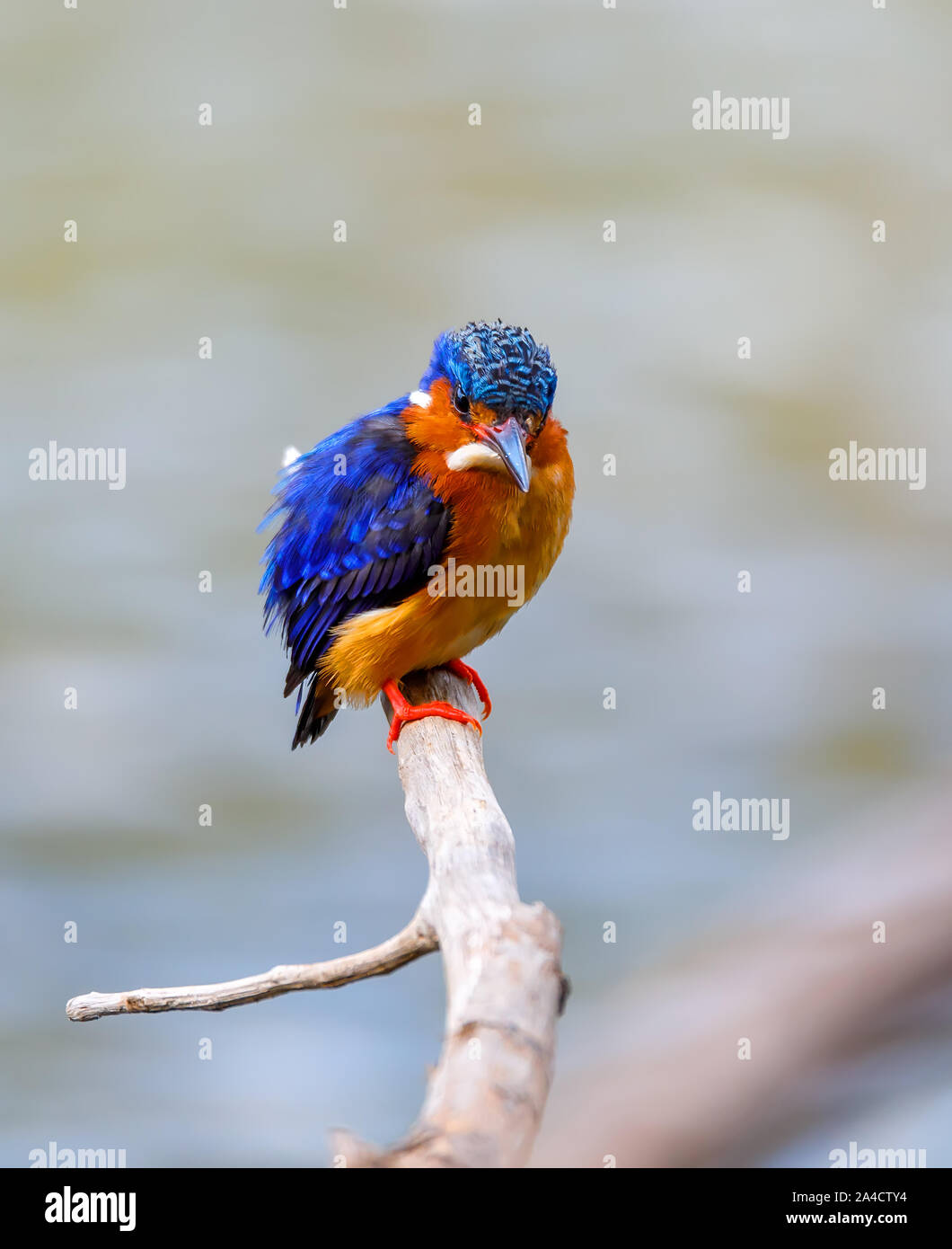 beautiful Madagascar bird kingfisher, Corythornis vintsioides ...