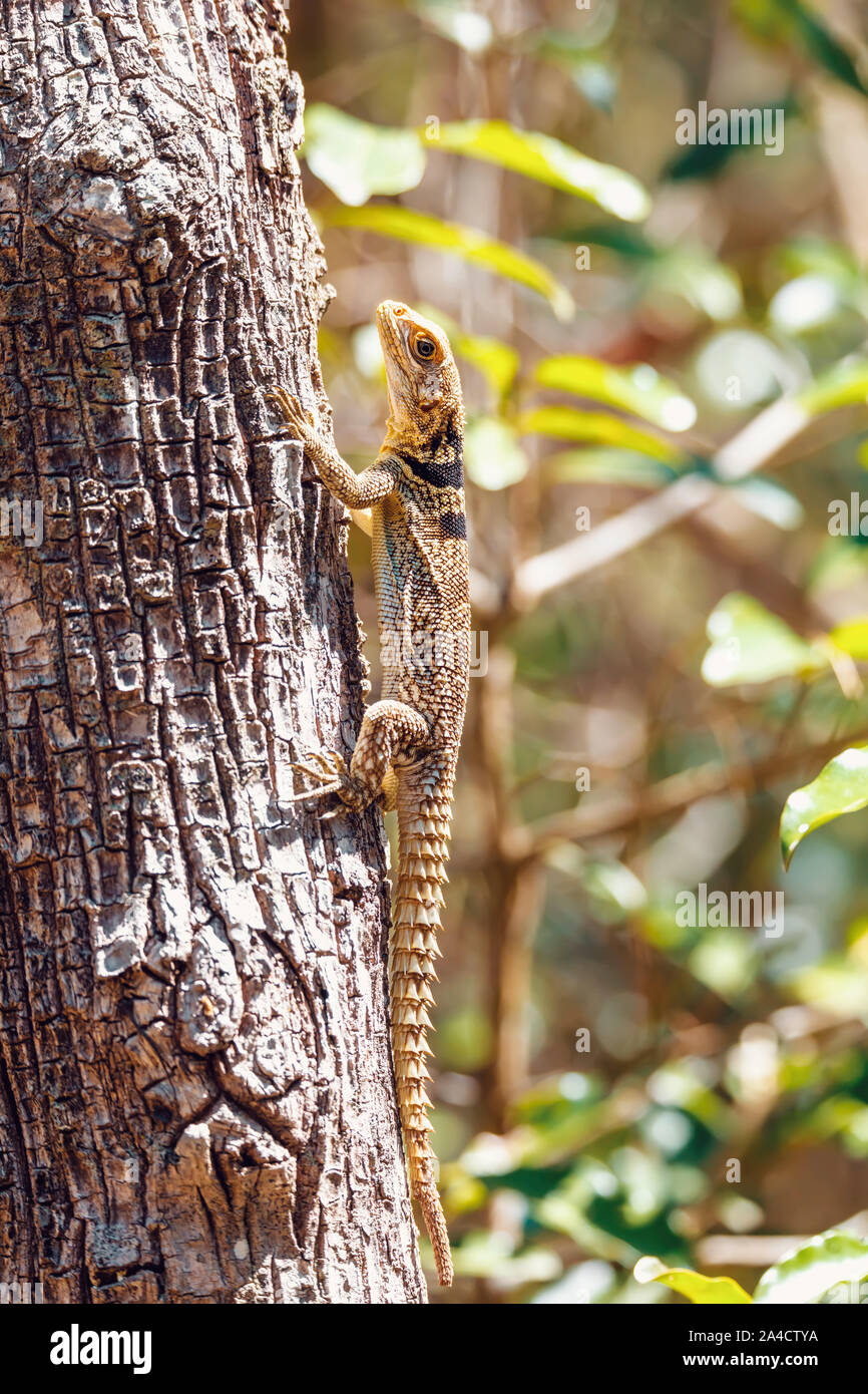 common madagascar collared iguana, Oplurus cuvieri, Madagascan collared ...